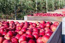 Vyeboom Apple farm | Theewaterskloof Municipality